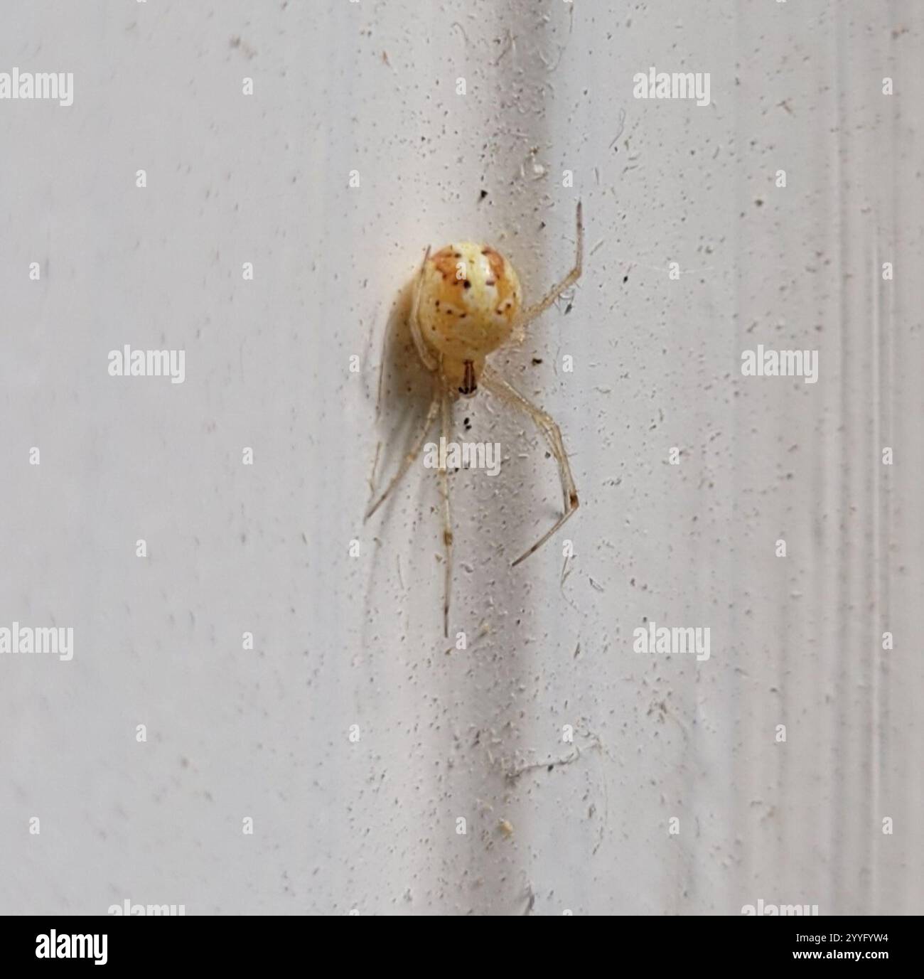 Comb-footed Spiders (Theridiidae Stock Photo - Alamy