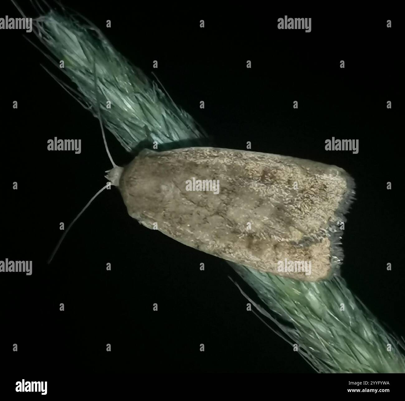 Mottled Rustic (Caradrina morpheus Stock Photo - Alamy