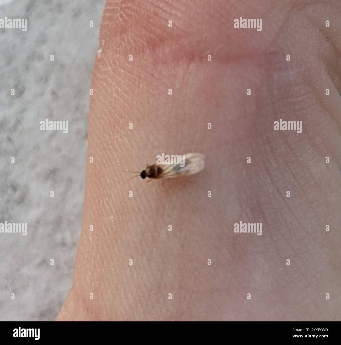 Winged and Once-winged Insects (Pterygota Stock Photo - Alamy