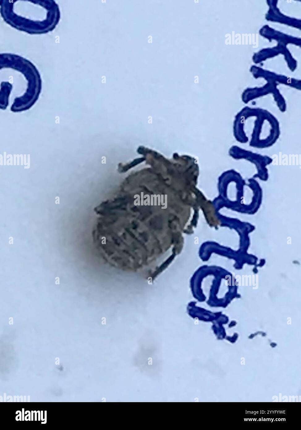 Cabbage Stem Weevil (Ceutorhynchus pallidactylus Stock Photo - Alamy