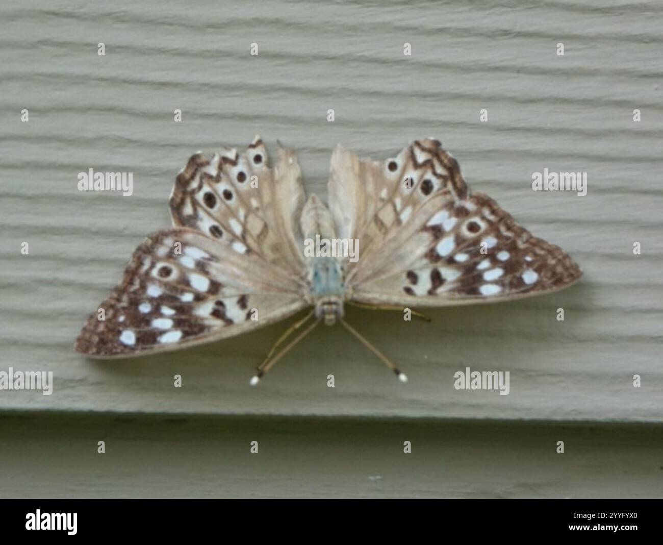 Hackberry Emperor (Asterocampa celtis Stock Photo - Alamy