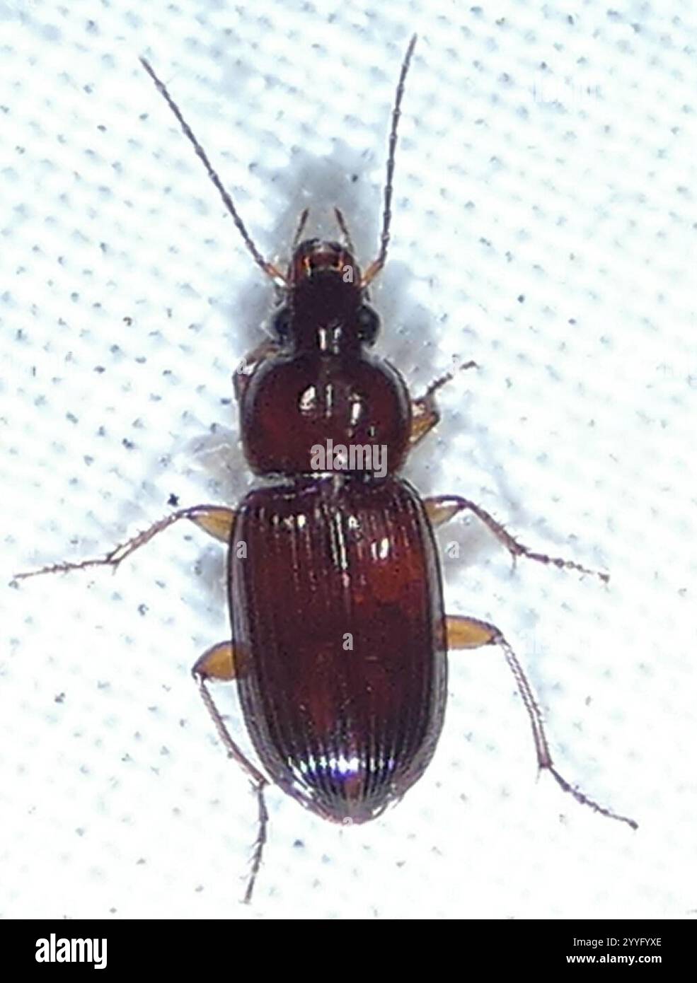 Ground Beetles (Carabidae Stock Photo - Alamy