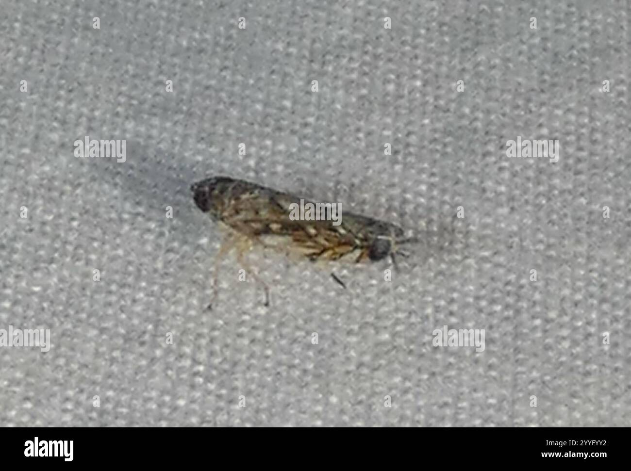 Scaphoideus hi-res stock photography and images - Alamy