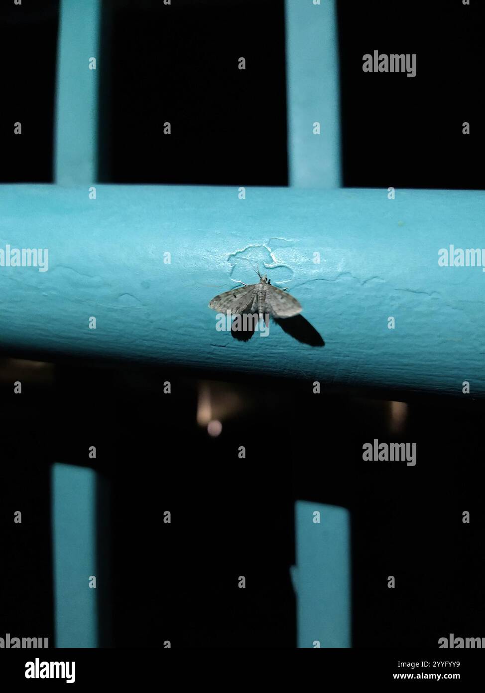 Pug Moths (Eupithecia Stock Photo - Alamy