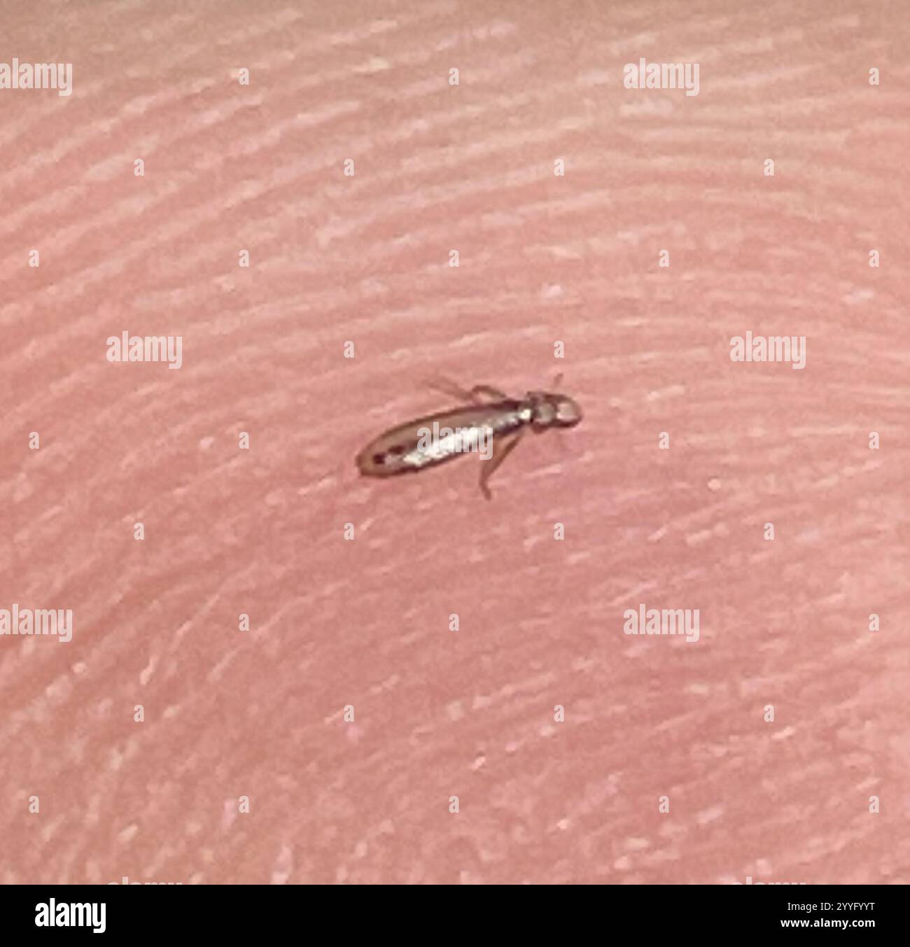 Poultry Wing Louse (Lipeurus caponis Stock Photo - Alamy