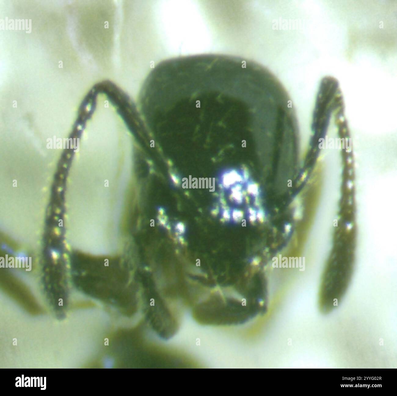 Common Trailing Ant (Monomorium minimum Stock Photo - Alamy