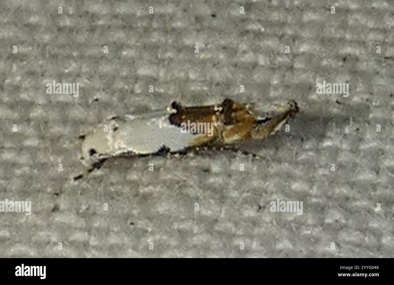 Bottimer's Mompha (Mompha bottimeri Stock Photo - Alamy