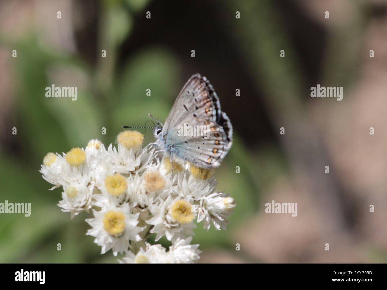 Annas blue hi-res stock photography and images - Alamy