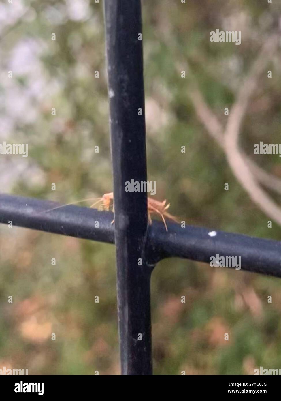 Tawny Cockroach (Ectobius pallidus Stock Photo - Alamy