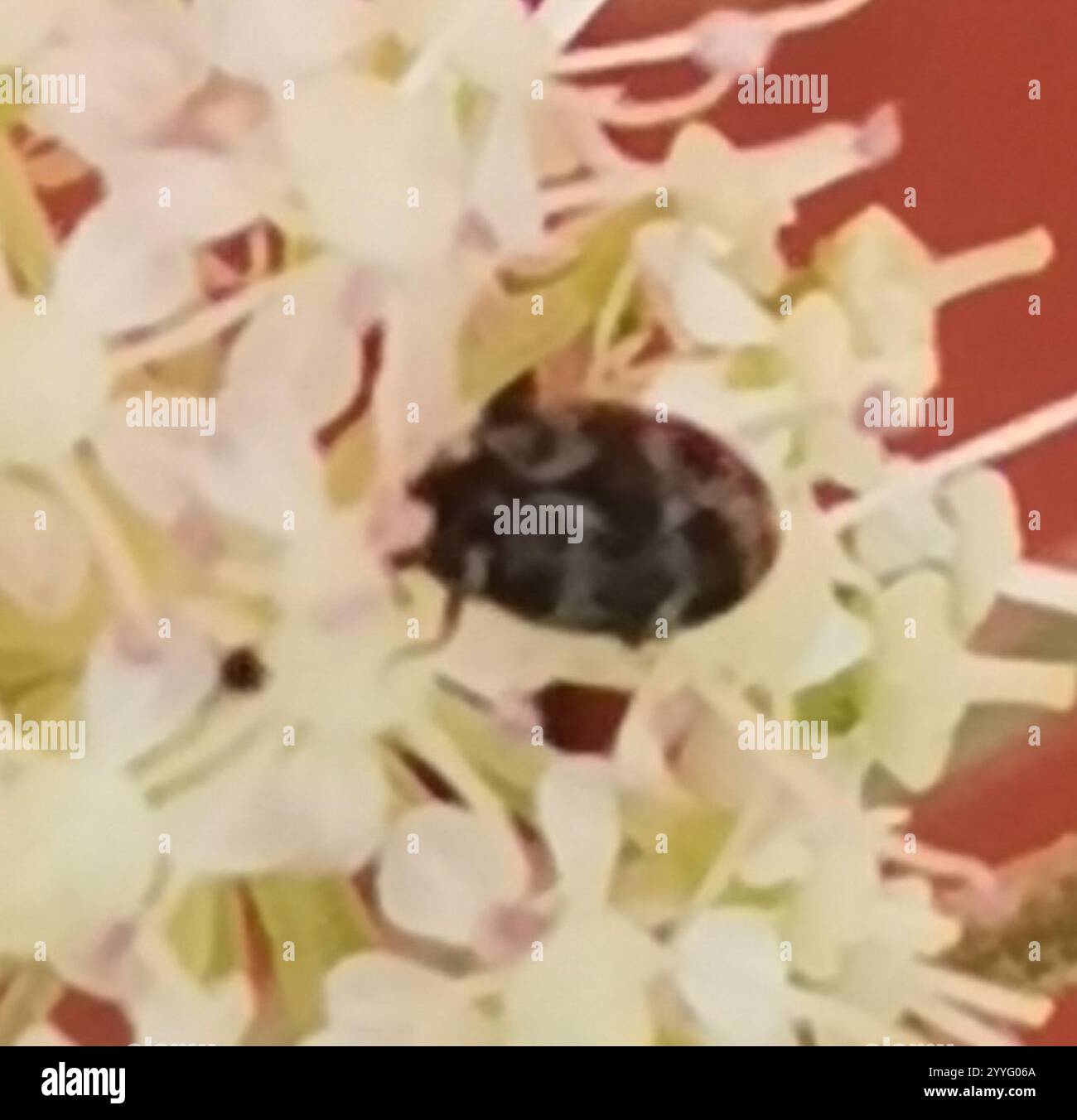 Museum Beetle (Anthrenus museorum Stock Photo - Alamy