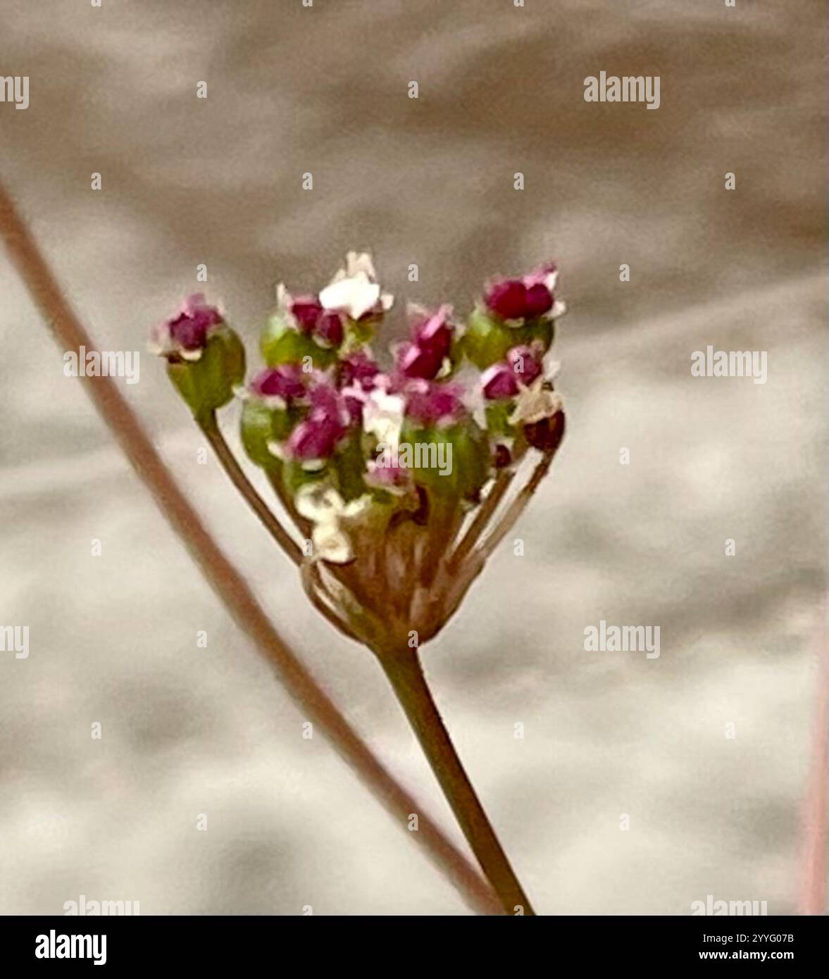 Perideridia hi-res stock photography and images - Alamy