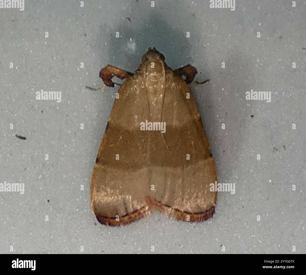 Tarachodes hi-res stock photography and images - Alamy