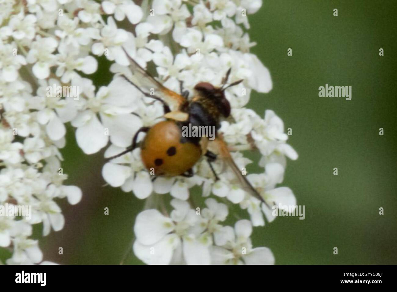 Ladybird Fly (Gymnosoma rotundatum Stock Photo - Alamy