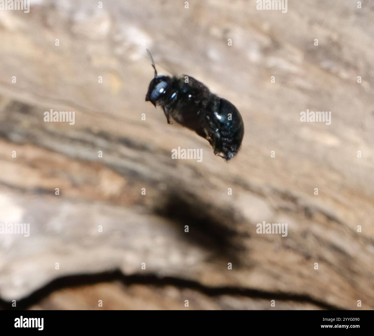 Arizona Carpenter Bee (Xylocopa californica arizonensis Stock Photo - Alamy
