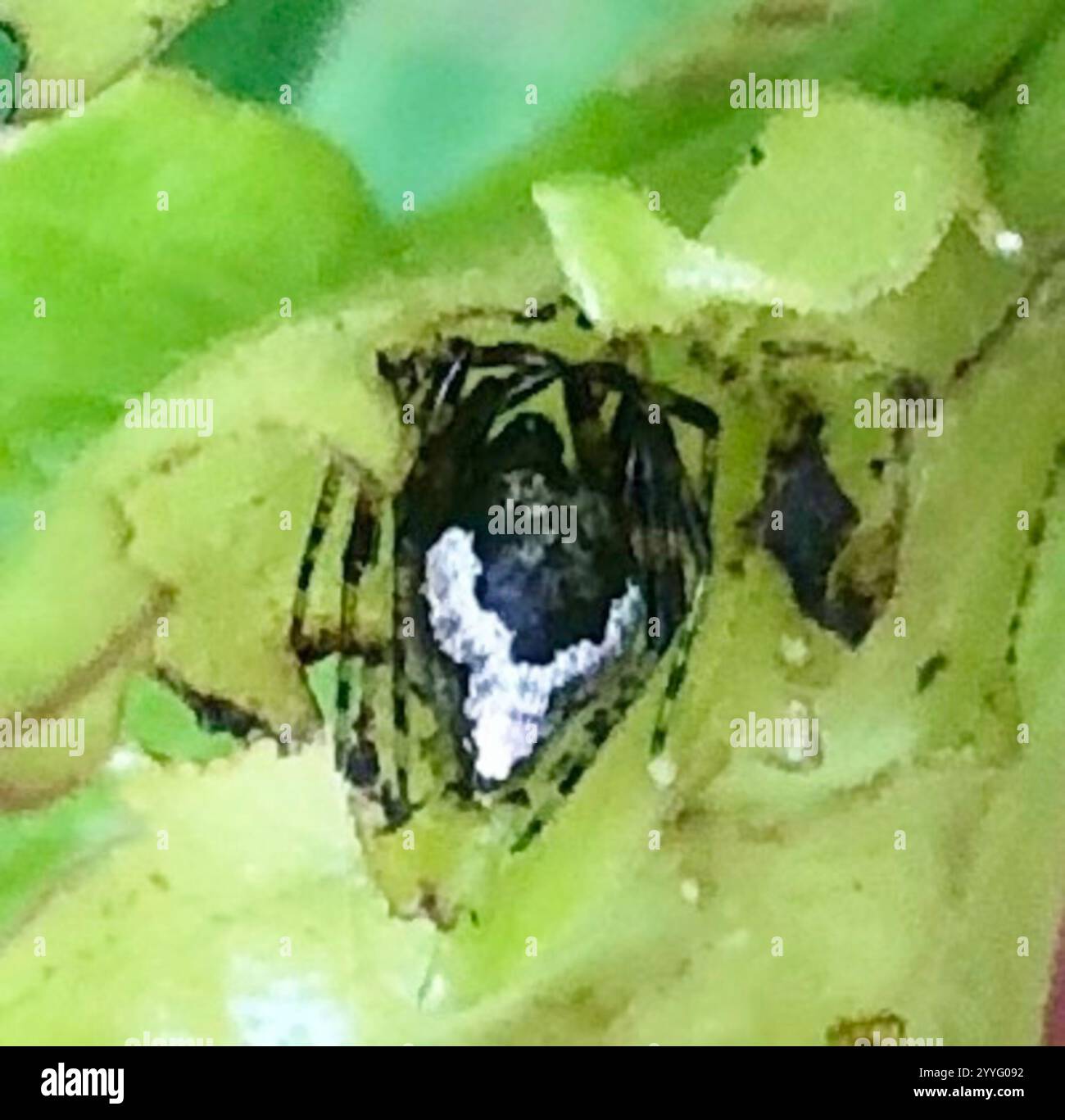 Ant-eating Spiders (Euryopis Stock Photo - Alamy