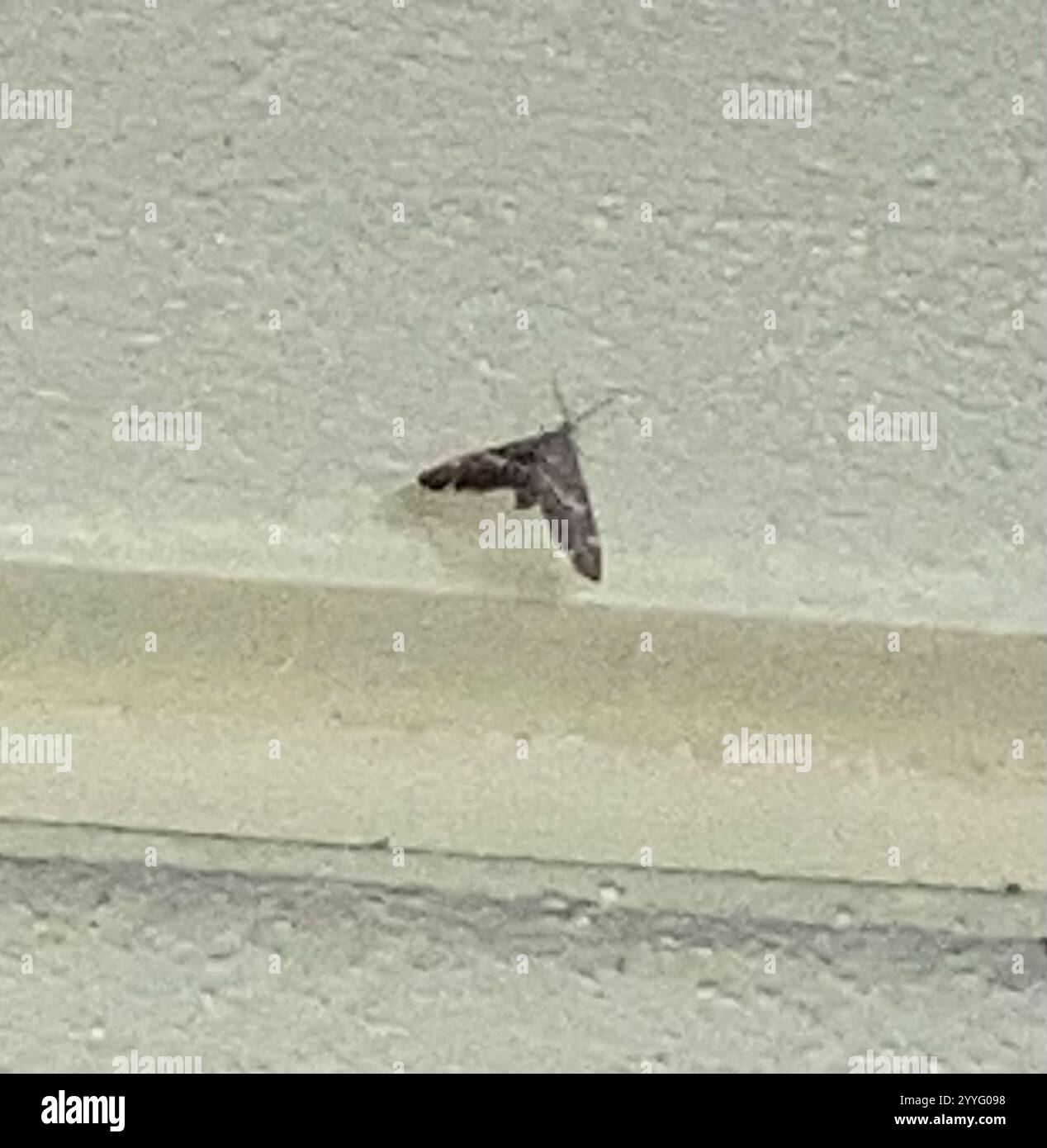 Hawaiian Beet Webworm Moth (Spoladea recurvalis Stock Photo - Alamy