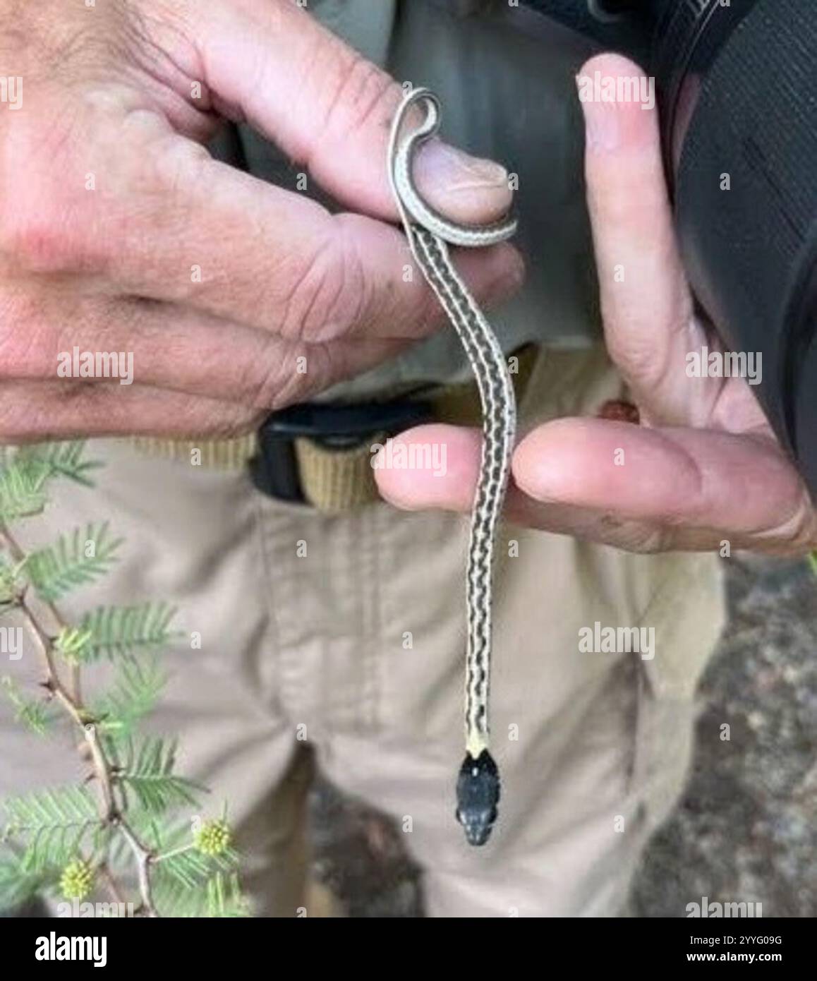 Black-necked Garter Snake (Thamnophis cyrtopsis Stock Photo - Alamy