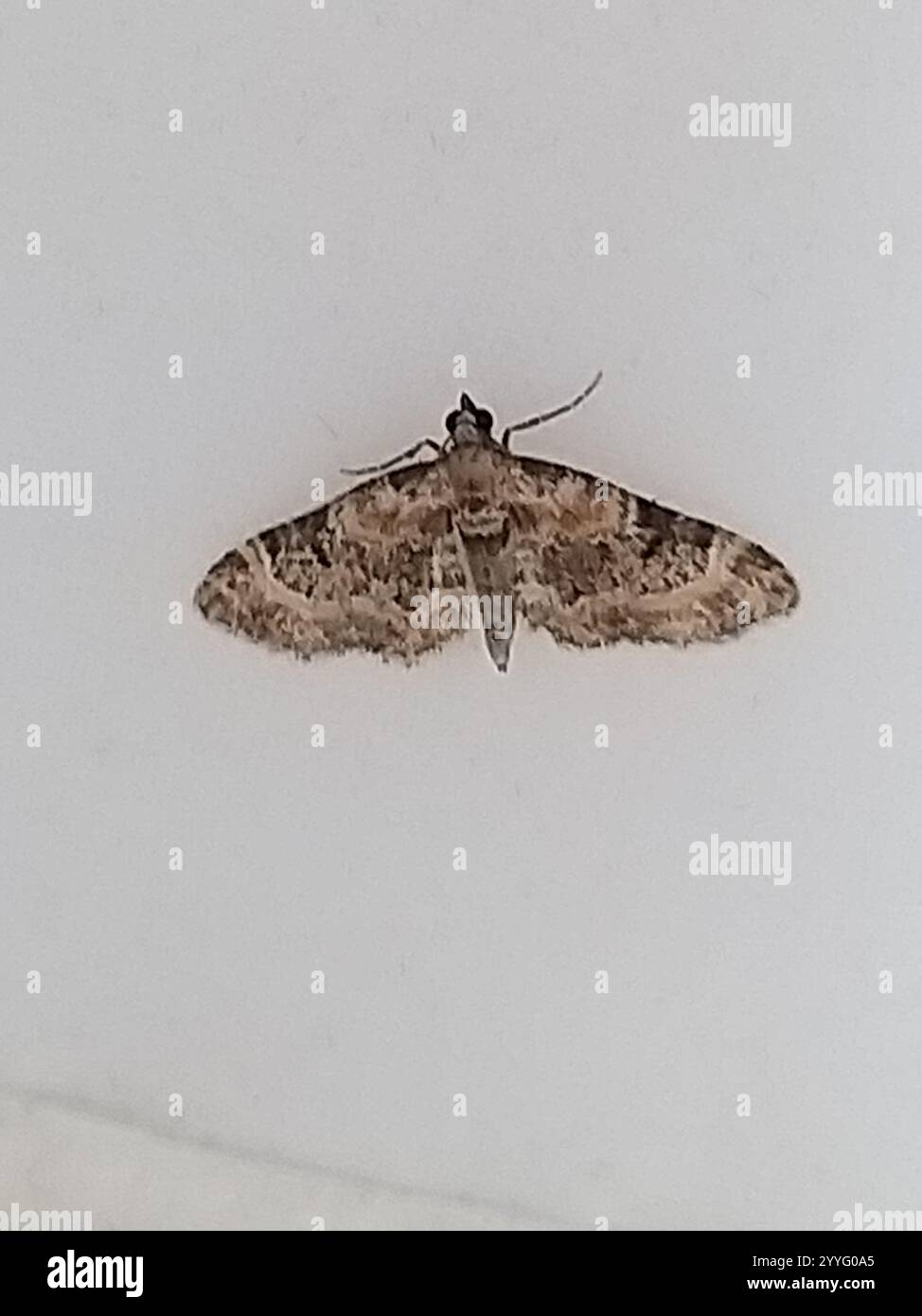 Pug Moths (Eupithecia Stock Photo - Alamy