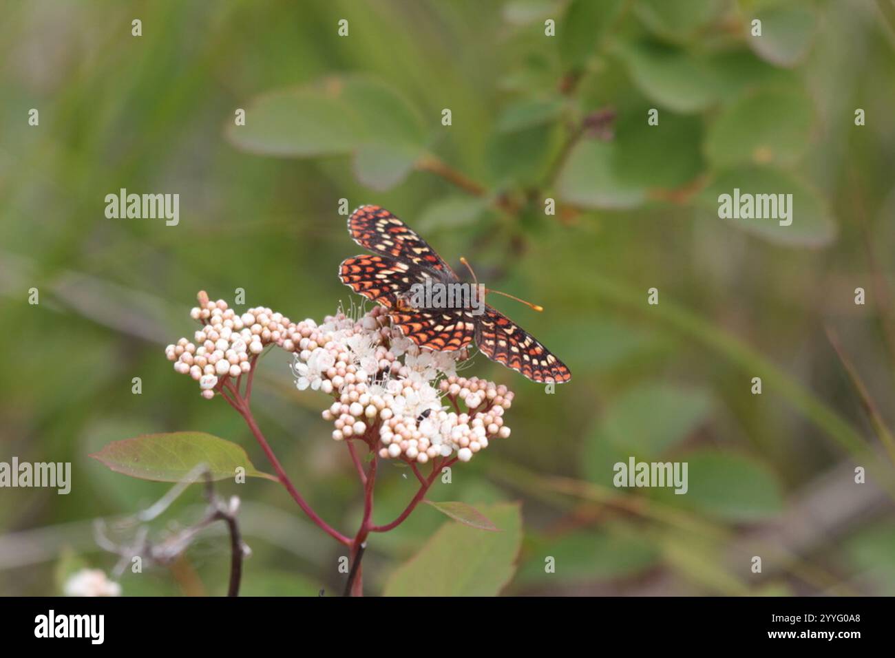 Anicia hi-res stock photography and images - Alamy