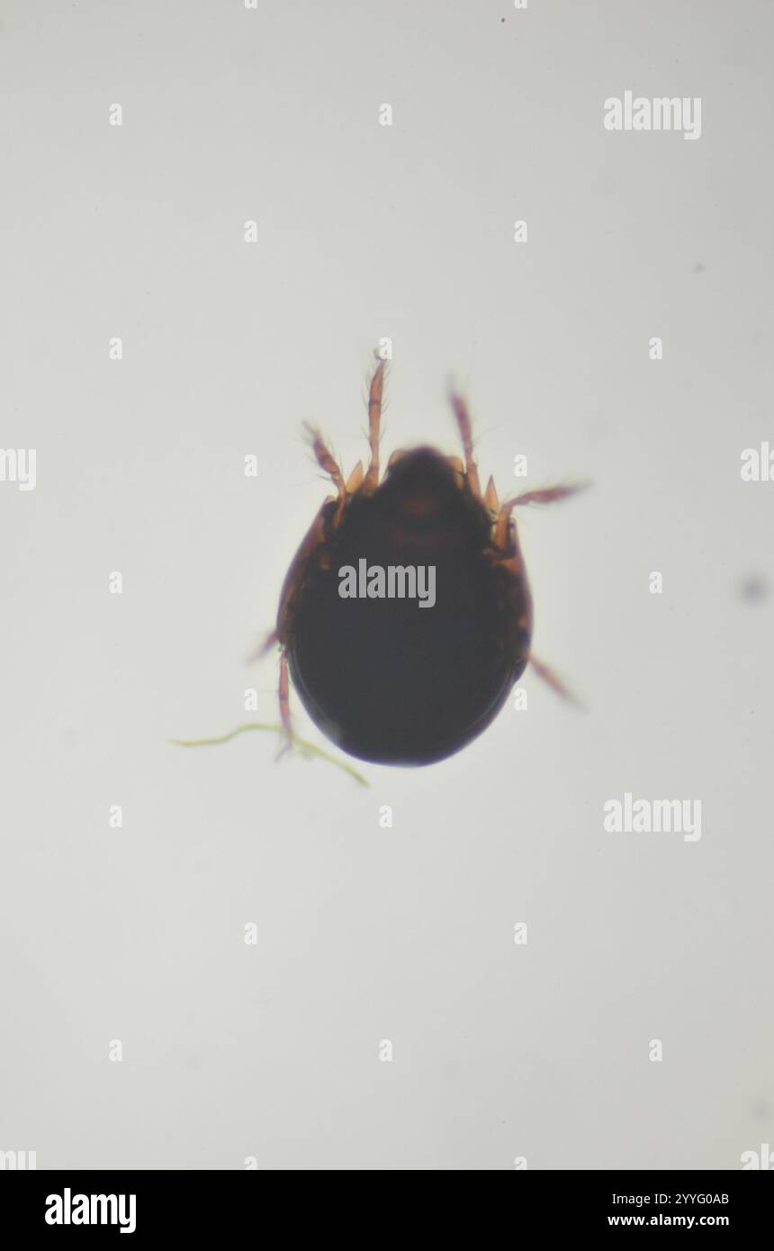 Oribatida mites hi-res stock photography and images - Alamy