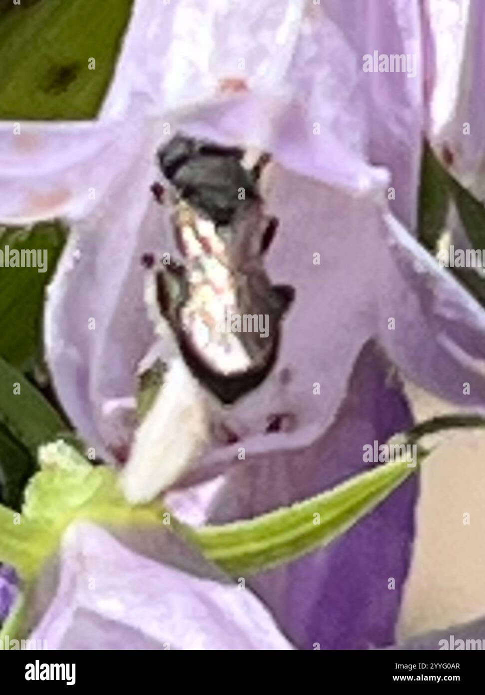 Small Carpenter Bees (Ceratina Stock Photo - Alamy