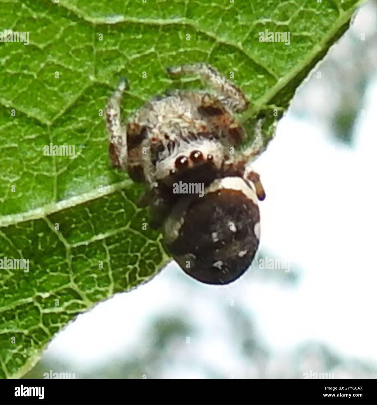 Golden Jumping Spider (Paraphidippus aurantius Stock Photo - Alamy