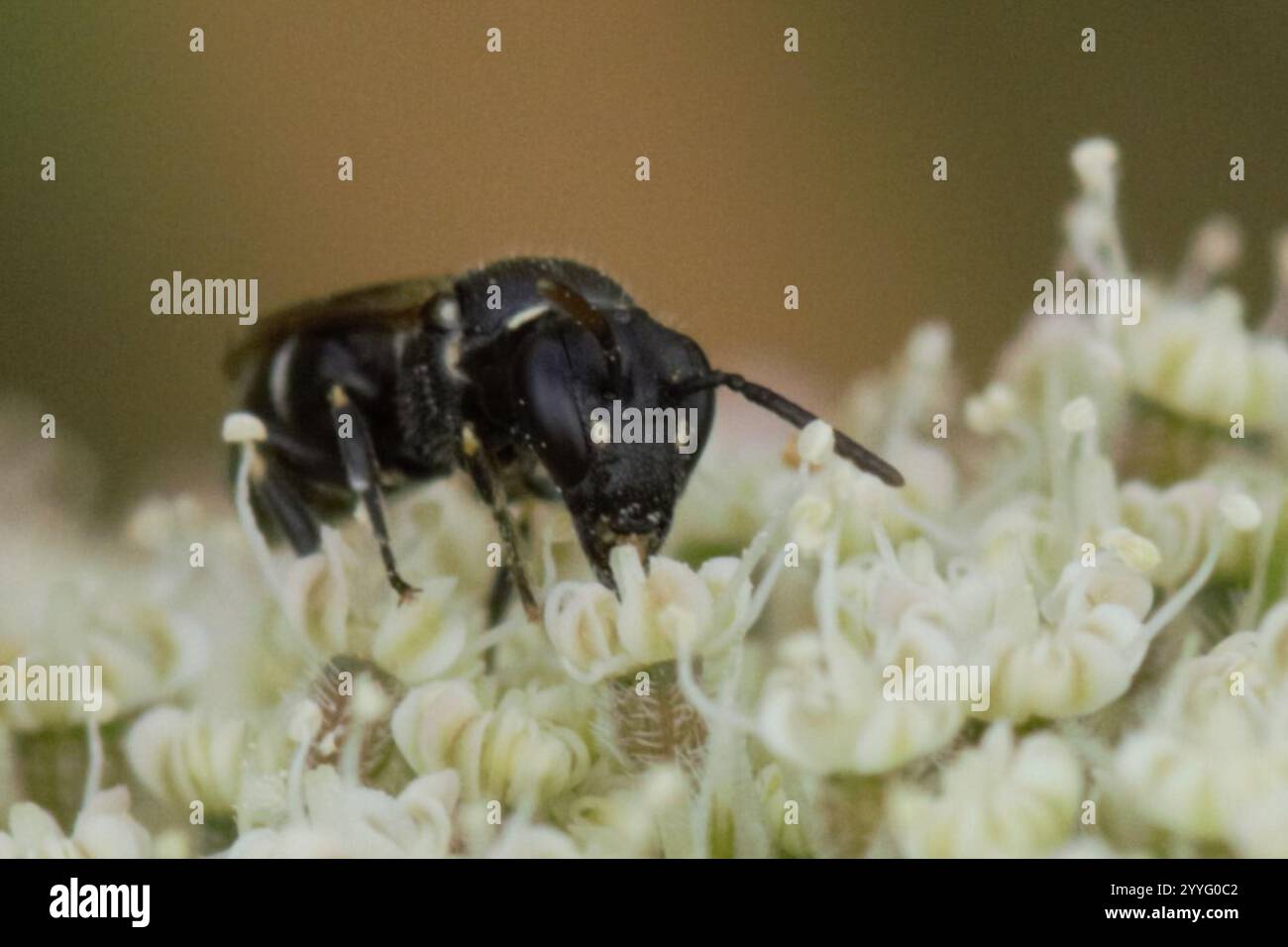 White-jawed Yellow-face Bee (Hylaeus confusus Stock Photo - Alamy