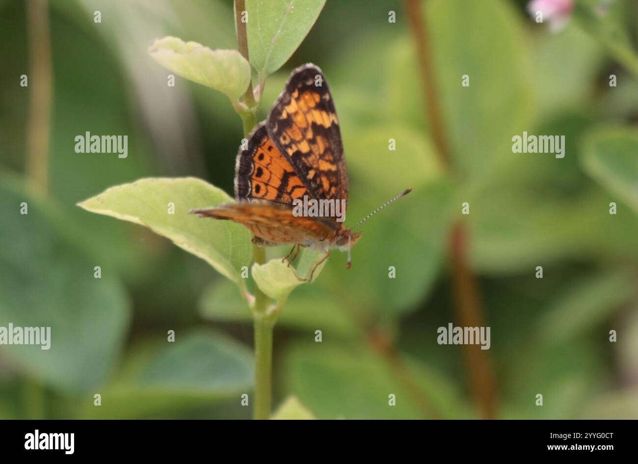 Northern Crescent (Phyciodes cocyta Stock Photo - Alamy