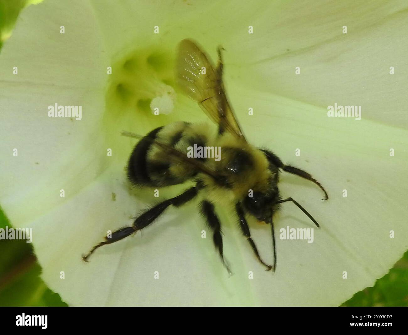 Two-spotted Bumble Bee (Bombus bimaculatus Stock Photo - Alamy
