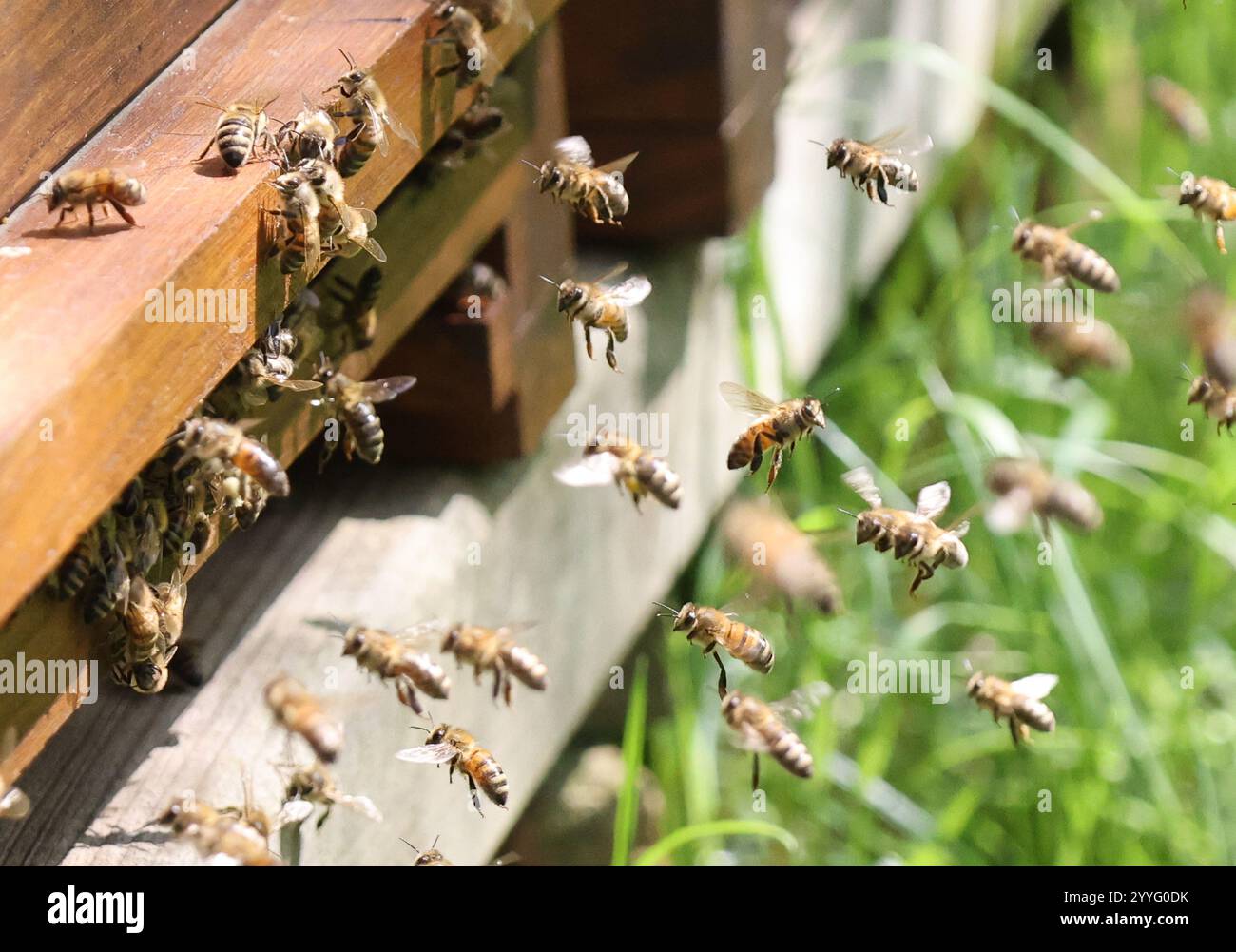 Bees flying around beehive. Beekeeping concept Stock Photo - Alamy