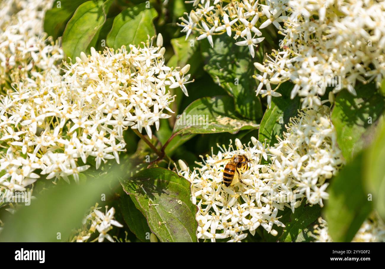Cornus sanguinea - red dog plant with flower and full leaf. Cornus ...