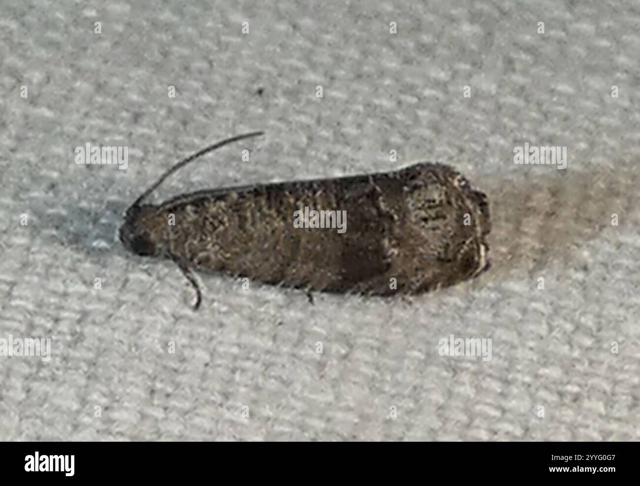Cherry Fruitworm Moth (Aspila packardi Stock Photo - Alamy