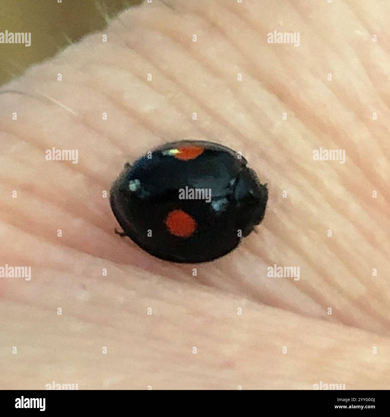 Twice-stabbed Lady Beetle (Chilocorus stigma Stock Photo - Alamy