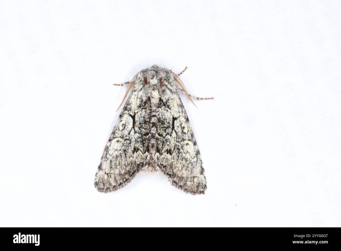Laugher Moth (Charadra deridens Stock Photo - Alamy
