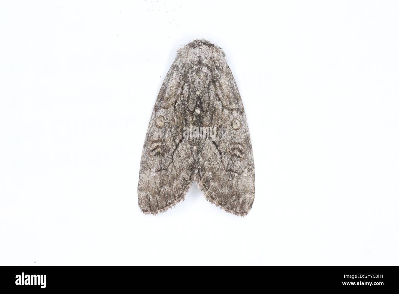 Brother Moth (Raphia frater Stock Photo - Alamy