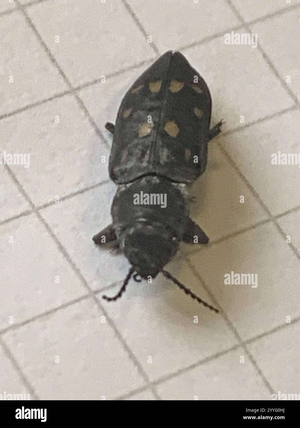 Charcoal Beetle (Melanophila consputa Stock Photo - Alamy