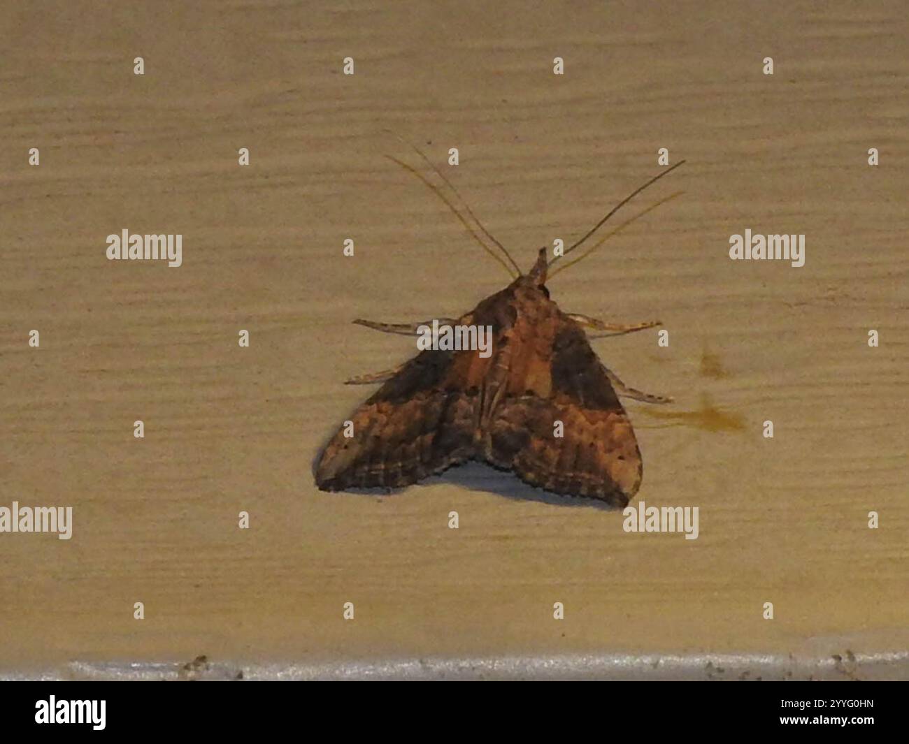 Green Cloverworm Moth (Hypena scabra Stock Photo - Alamy