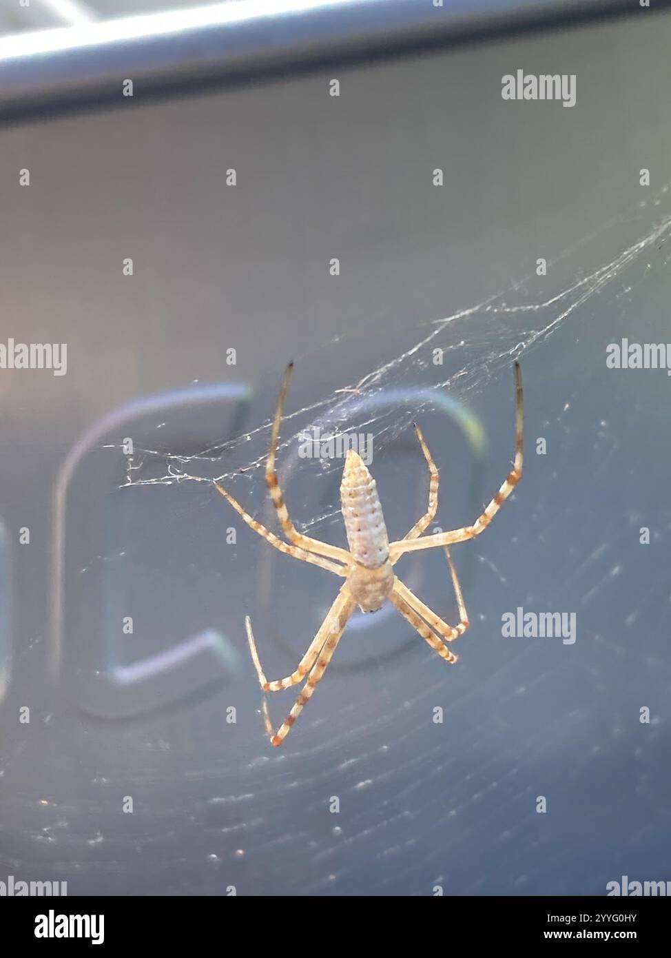 Banded Garden Spider (Argiope trifasciata Stock Photo - Alamy