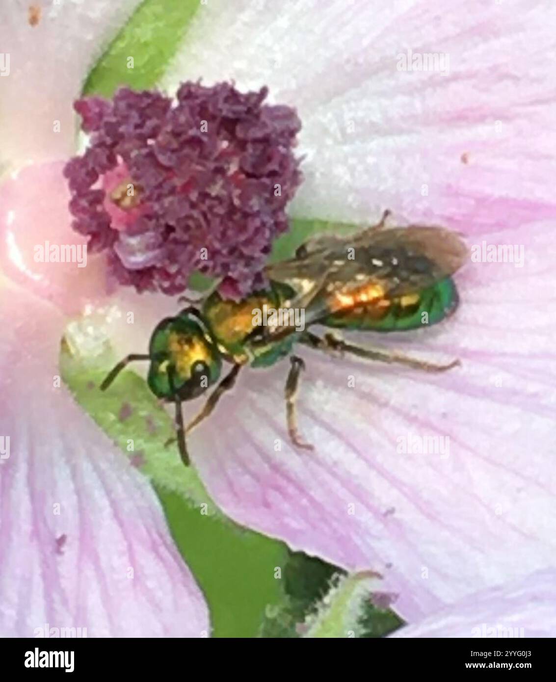 Augochlora pura hi-res stock photography and images - Alamy