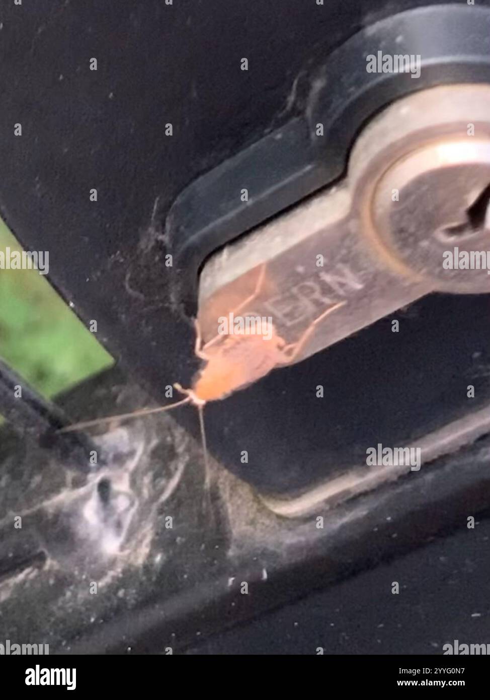 Tawny Cockroach (Ectobius pallidus Stock Photo - Alamy