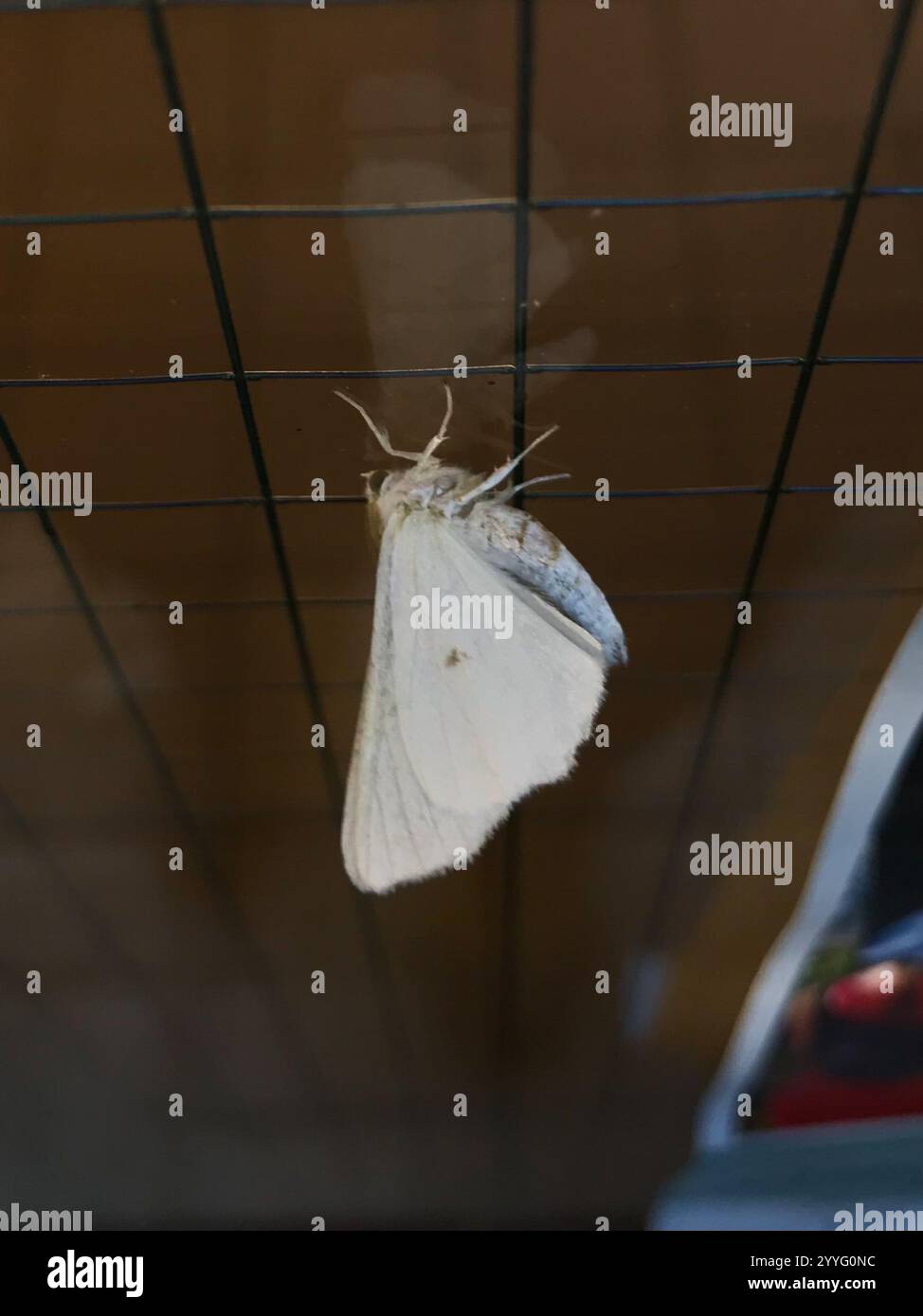 Elm Spanworm Moth (Ennomos subsignaria Stock Photo - Alamy