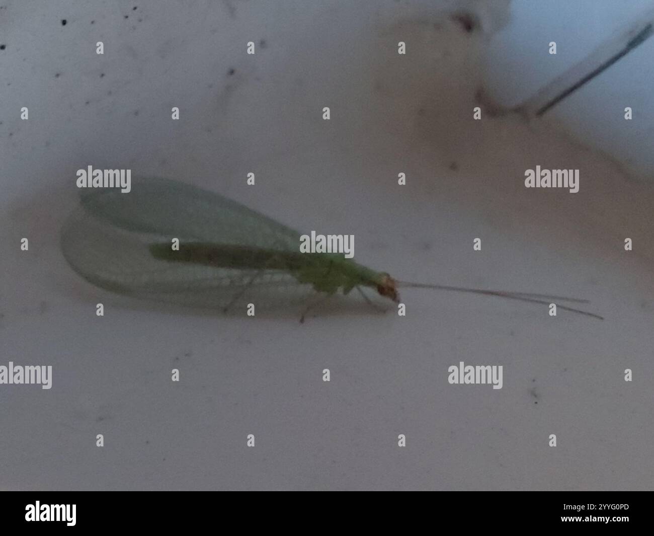 Golden-eyed lacewing (Chrysopa oculata Stock Photo - Alamy