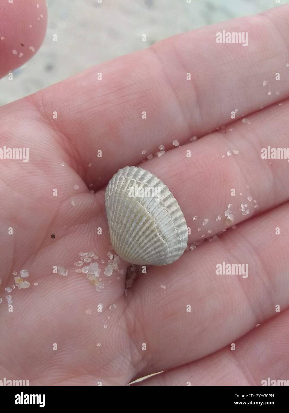 Transverse Ark (Anadara transversa Stock Photo - Alamy