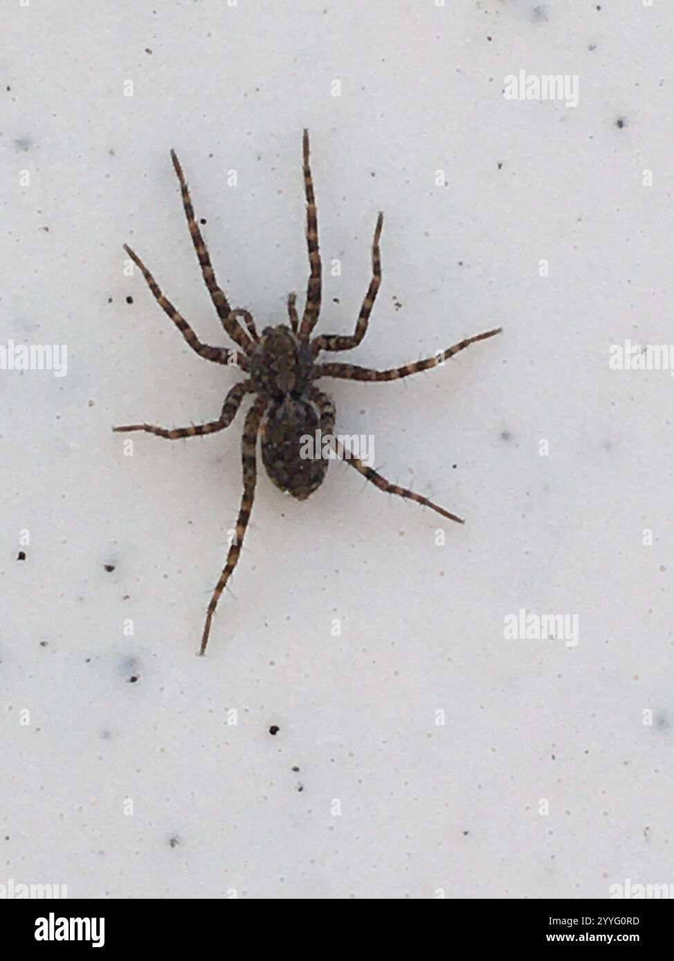 Thin-legged Wolf Spiders (Pardosa Stock Photo - Alamy