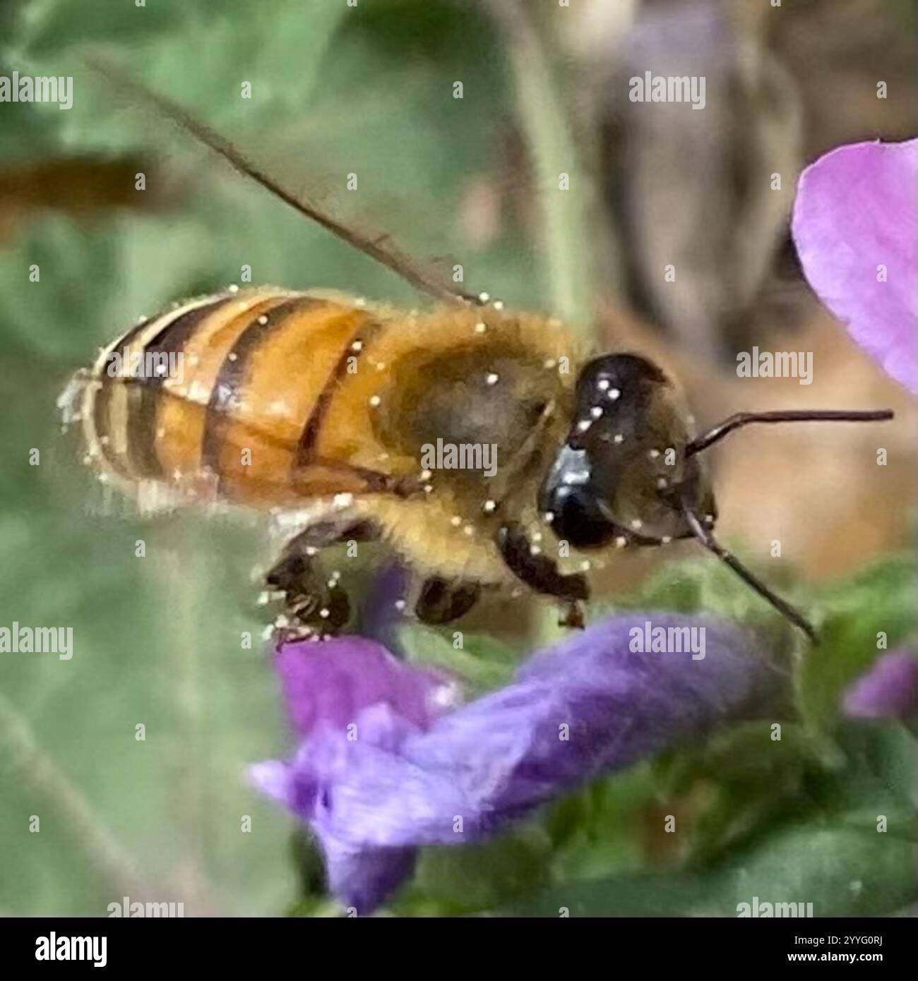 Western Honey Bee (Apis mellifera Stock Photo - Alamy
