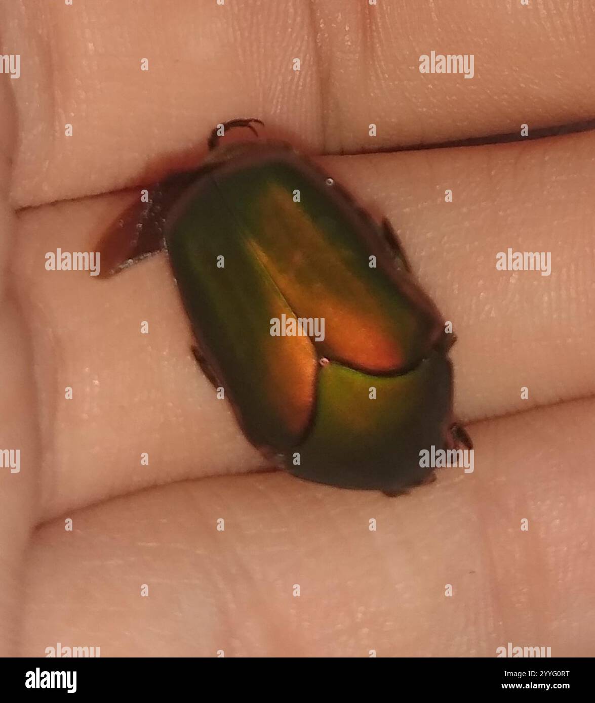 Common Green June Beetle (Cotinis nitida Stock Photo - Alamy