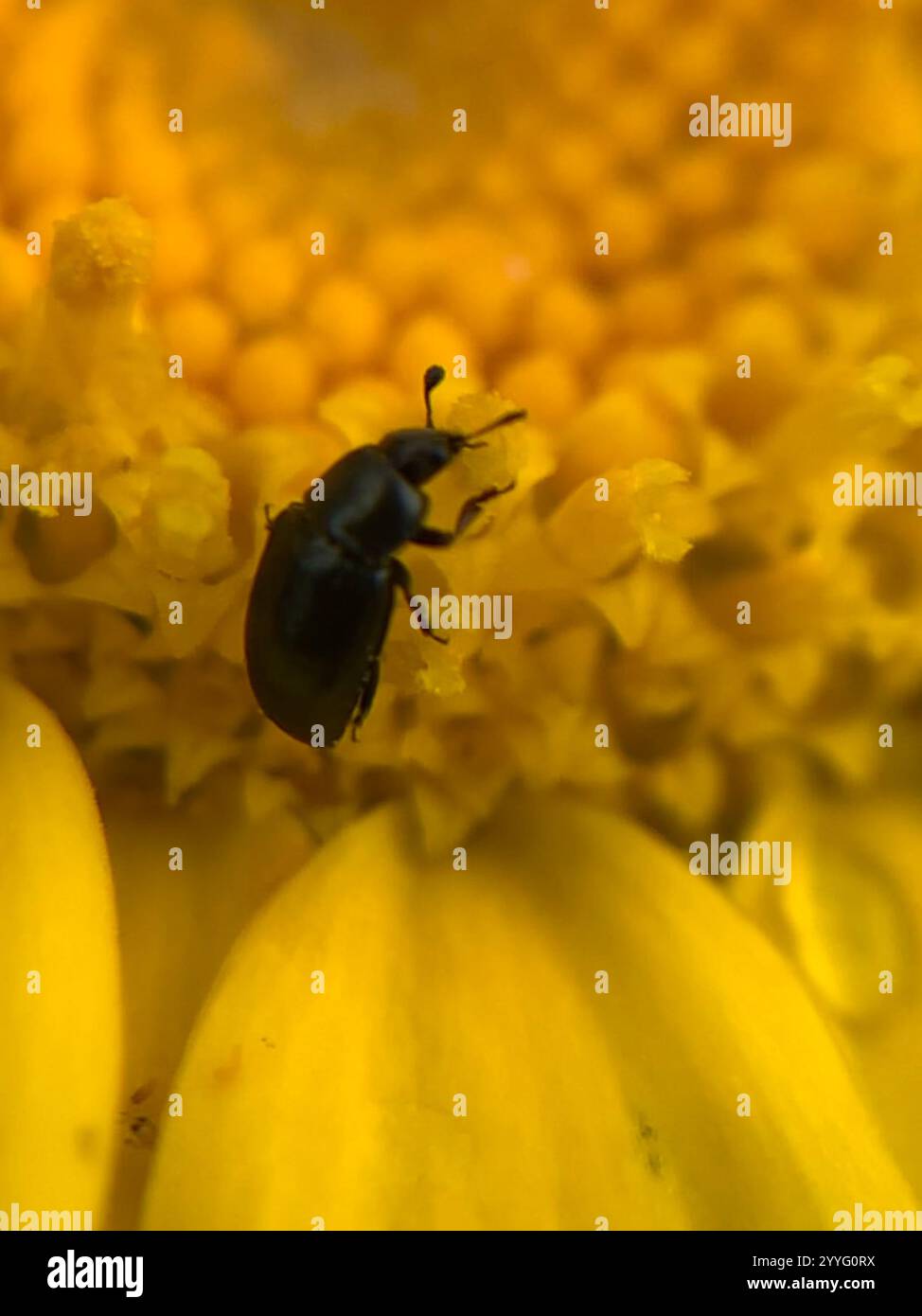 Common Pollen Beetle (Brassicogethes aeneus Stock Photo - Alamy