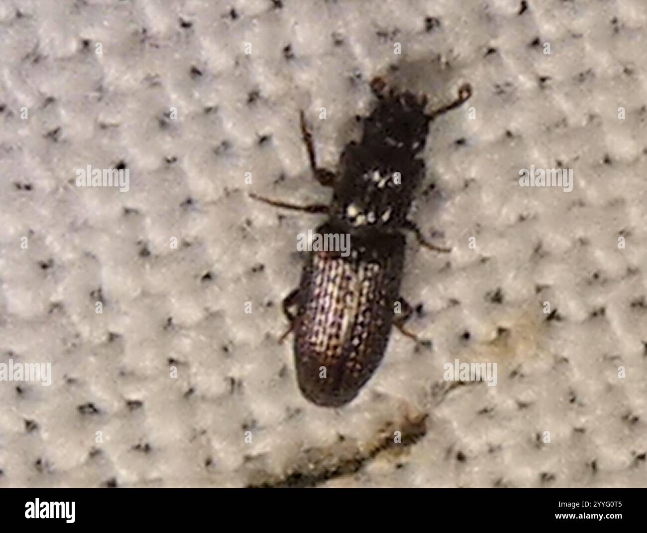 Pycnomerus hi-res stock photography and images - Alamy