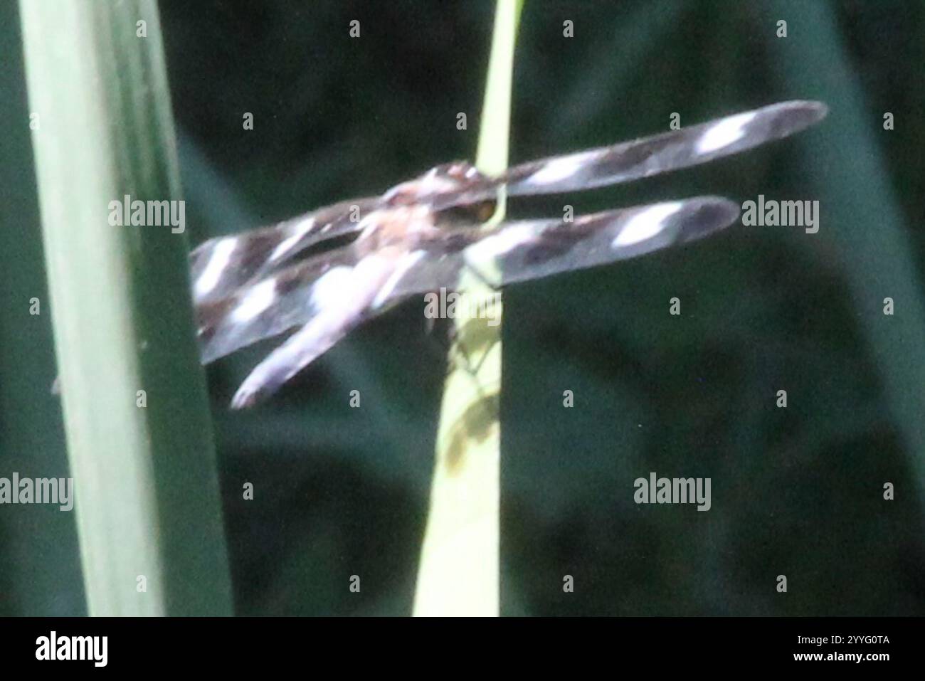 Twelve-spotted Skimmer (Libellula pulchella Stock Photo - Alamy