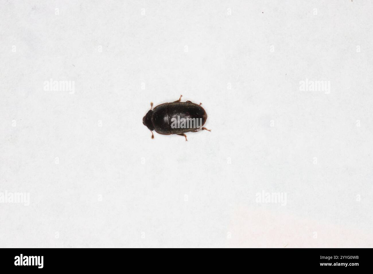 Ample Sap Beetle (Cryptarcha ampla Stock Photo - Alamy